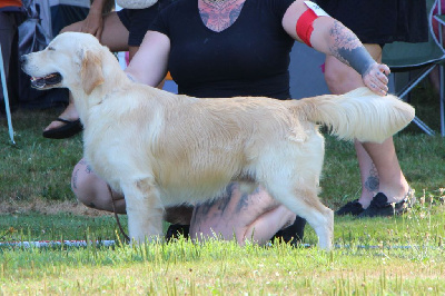 Résultats - Elevage Prestige Line - eleveur de chiens Golden Retriever